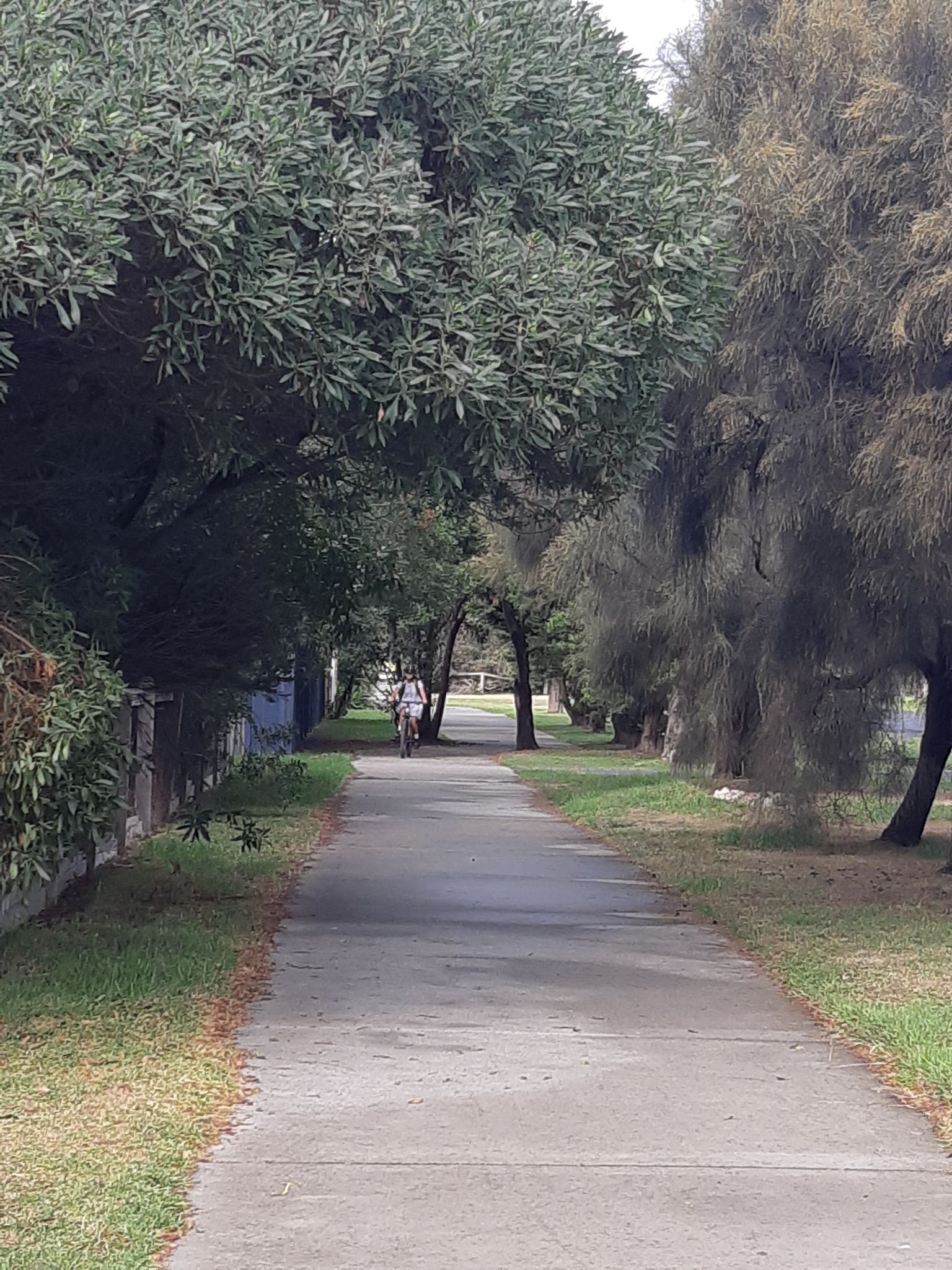 Shaping our urban forest approach | Engage Bass Coast